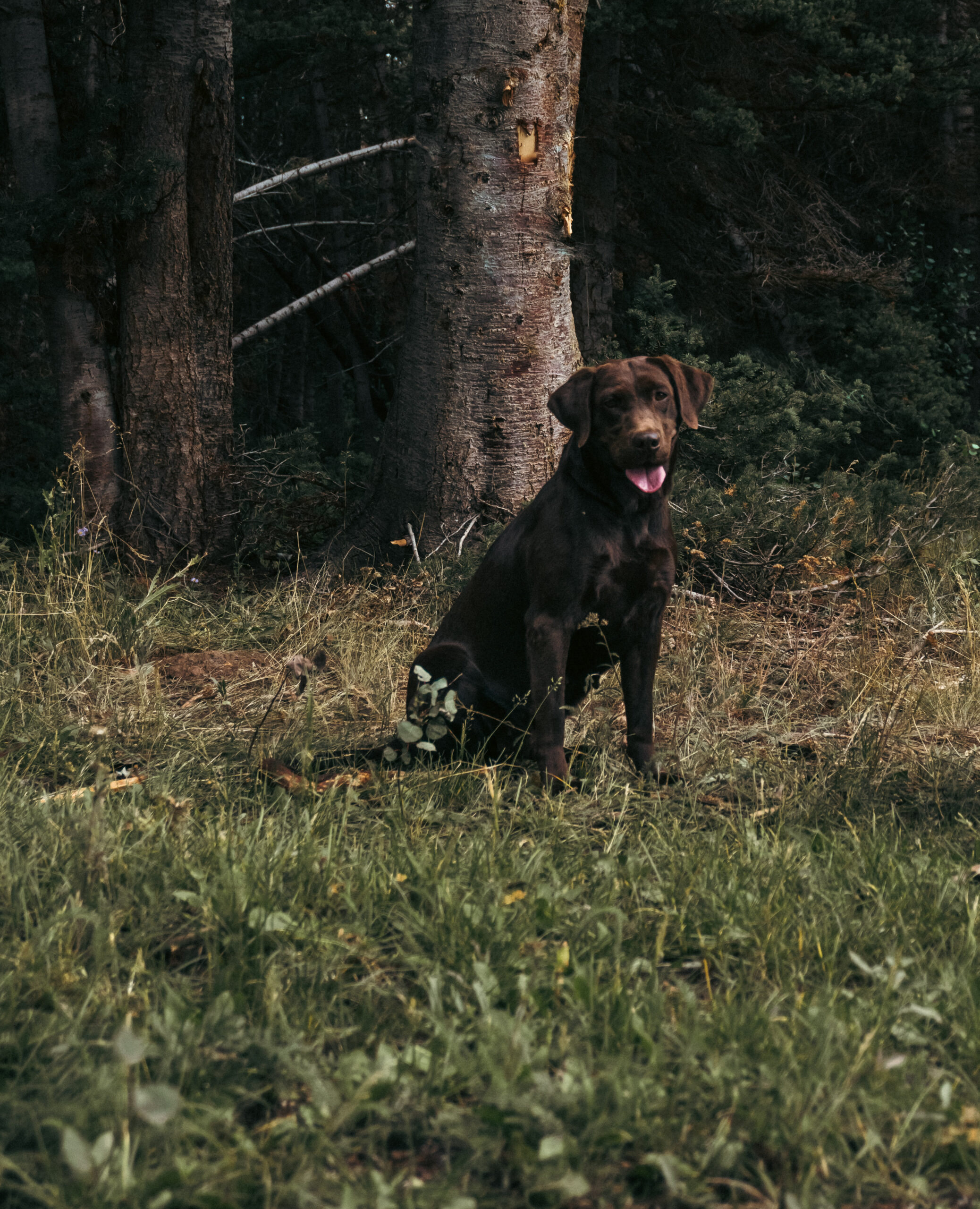 Dogs - Bar-T Kennels